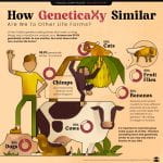 Infographic Of The Week: “How Genetically Similar Are We To Other Life ...