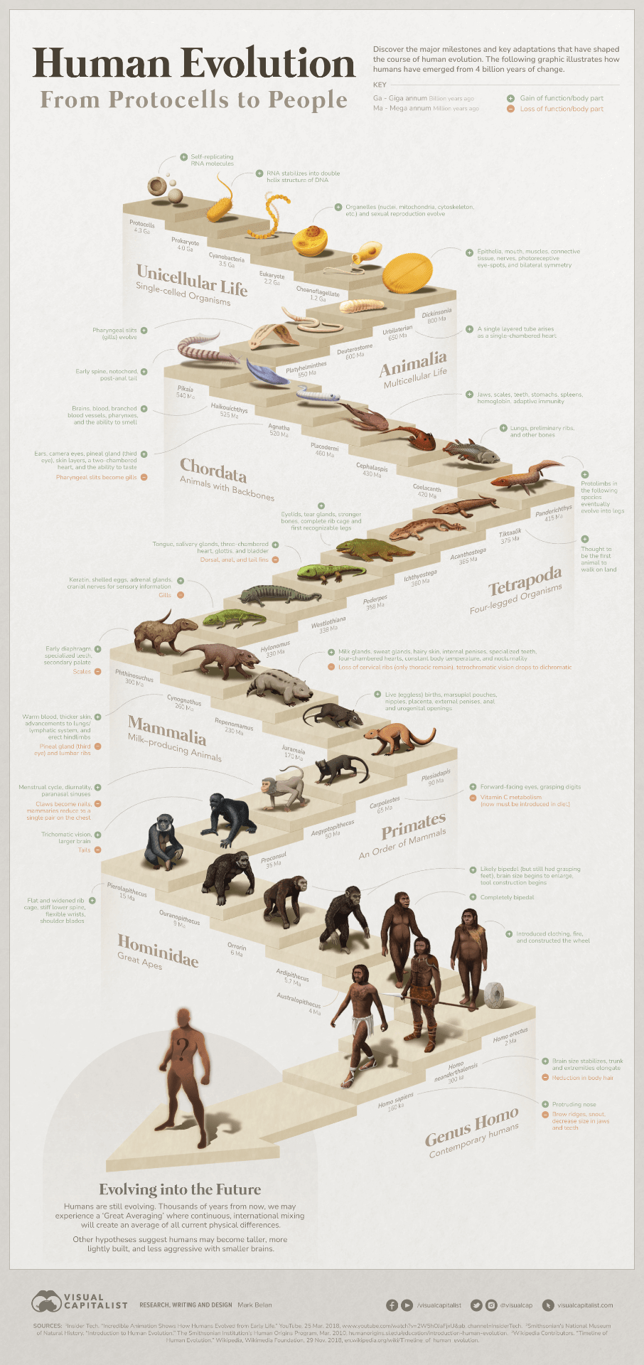 Infographic Of The Week: “The 4 Billion Year Path of Human Evolution ...